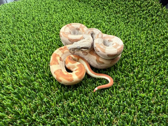 Hypo Jungle Aztec Het Anery Boa Constrictor by Colossal Constrictors LLC