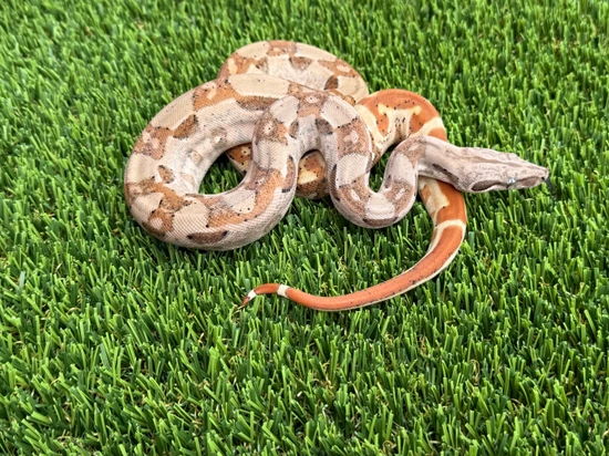 Hypo Aztec Jungle Het Anery Boa Constrictor by Colossal Constrictors LLC
