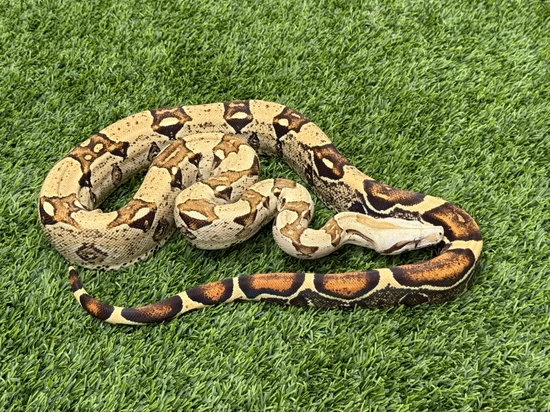 VPI Boa Constrictor by Colossal Constrictors LLC