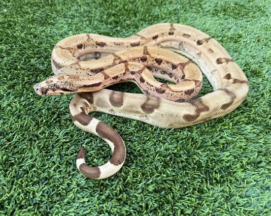 Super Hypo Arabesque Het Kahl Boa Constrictor by Colossal Constrictors LLC