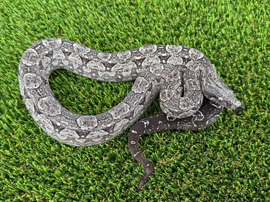 Male Argentine Boa Argentine Boa Constrictor by Colossal Constrictors LLC