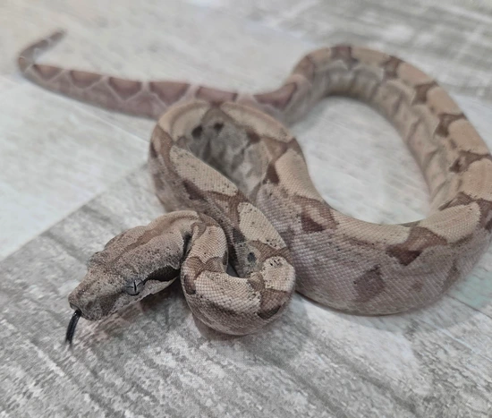 Ghost Het Kahl Boa Constrictor by 45 Scales