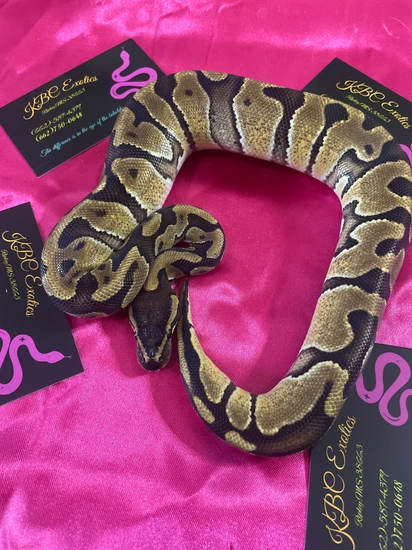 Enchi Mahogany Het Clown Ball Python by KBC exotics