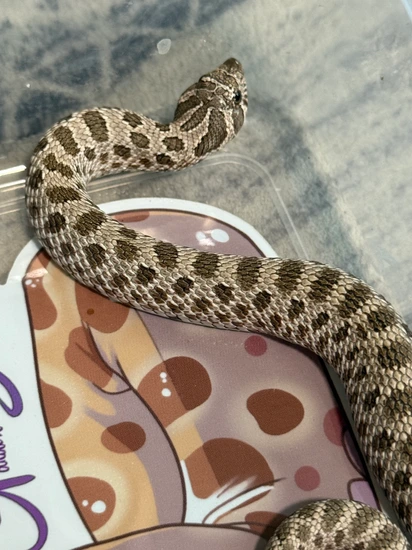 M Arctic Het Snow Western Hognose by Garden State Hogs