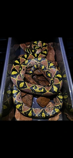 Euprephiophis Mandarinus HIGH RED PAIR Mandarin Rat Snake by Colubra