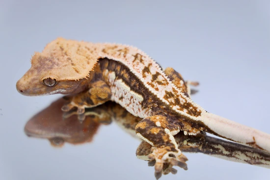 Beautiful Tri Great Structure Crested Gecko by Colubra