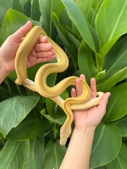 Fire Motley Titanium Reticulated Python by Colubrid Fanatics