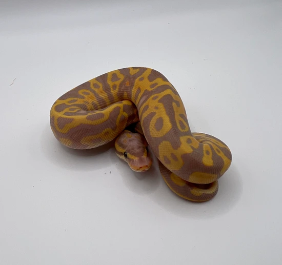 Banana Leopard Yellow Belly 100% Het Pied Ball Python by AJ Pythons