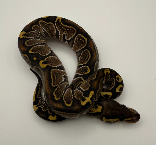 GHI Special Fire 66% Het Hypo Ball Python by AJ Pythons