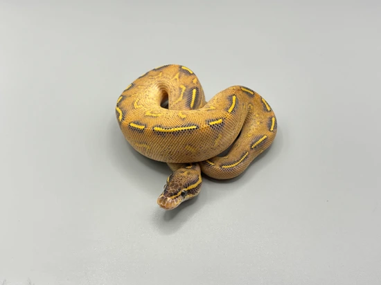 Highway Ball Python by Conley Herps, Inc.