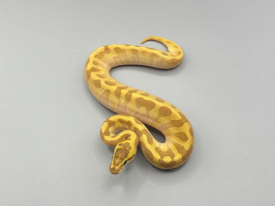Super Enchi Fire Butter Ball Python by Conley Herps, Inc.