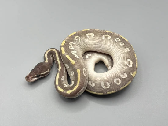 Mystic Potion Ball Python by Conley Herps, Inc.