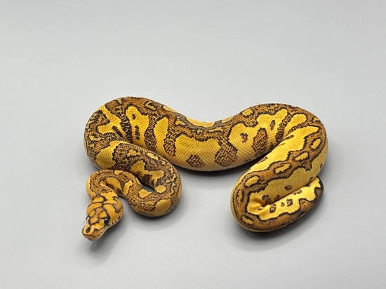 Fire Yellow Belly Clown Pos Redstripe Ball Python by Conley Herps, Inc.