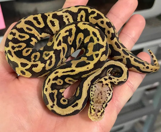 Acid Spotnose Mojave Pastel Het Clown Ball Python by Constricted Reptiles