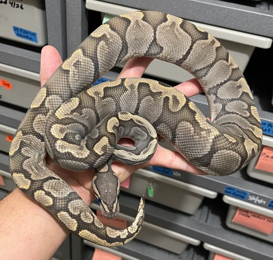 Ghi Hypo Het Puzzle Ball Python by Constricted Reptiles