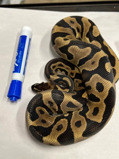 Spotnose Leopard 50% Het Albino / Clown Ball Python by Constrictor Capital