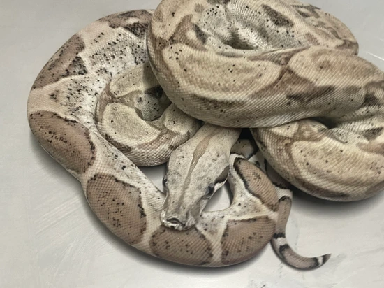 Ghost Boa Constrictor by Constrictor Capital