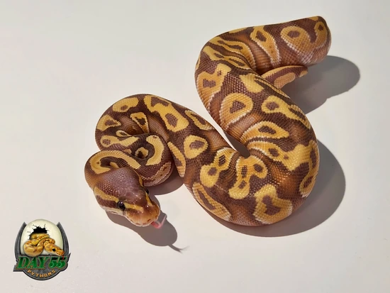 Banana Mojave Female Ball Python by Day 55 Pythons
