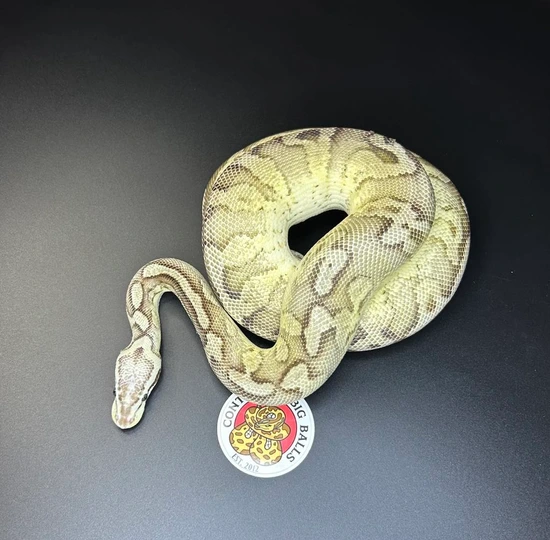 Pastel Fire Red Stripe Ball Python by Contrado’s Big Balls