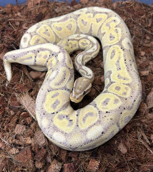 Banana Cinnamon Lace Ball Python by Contrado’s Big Balls
