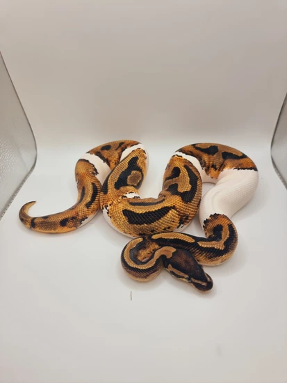 Emoji Pied Ball Python by Cooper-Belles-Morphs