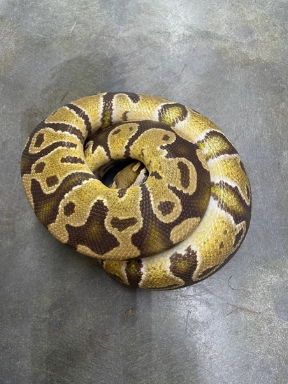 Trojan 100% Het Clown Ball Python by Coppinger Reptile Co.