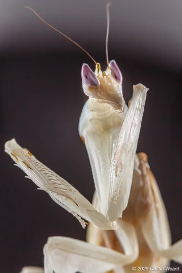 X10 Malaysian Orchid L3-4 Mantis by Crazy Bugs & Pods