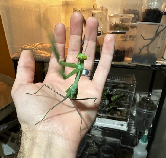 X10 Heirodula Membranacea Mantis by Crazy Bugs & Pods