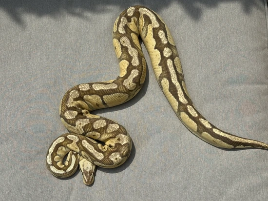 Adult Butterfly Ball Python by Null Void Reptiles