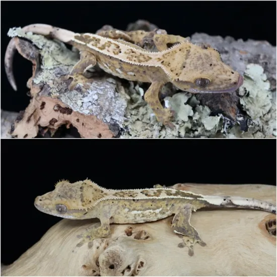 Gus Gus- 50% Altitude Exotic Crested Gecko by Corch Geckos