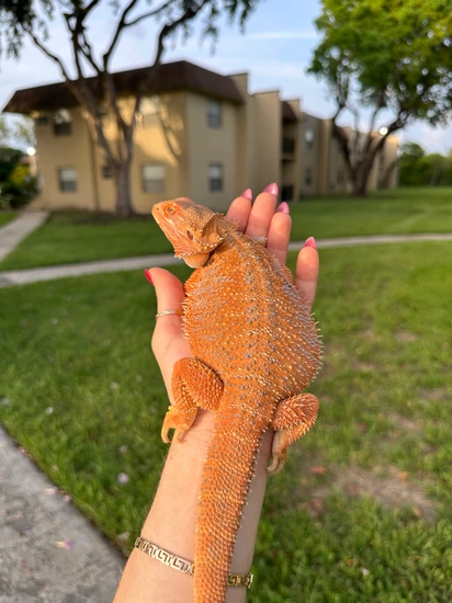 Hypo 50% Red Monster Central Bearded Dragon by Corey’z dragonz