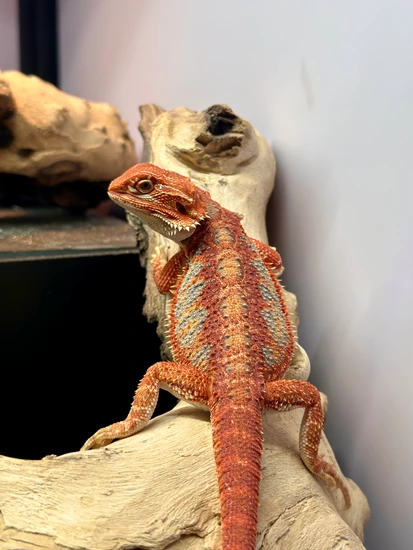 Hypo Rainbow Tiger Central Bearded Dragon by Corey’z dragonz