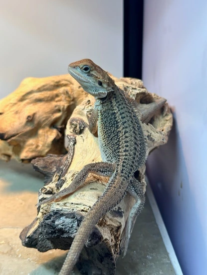 G Stripe Thunderbolt Het Hypo, Pos Het Witblit/zero Central Bearded ...