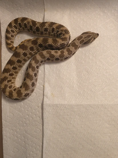 Het Evans Hypo *Proven* Western Hognose by Reptile Kingdom
