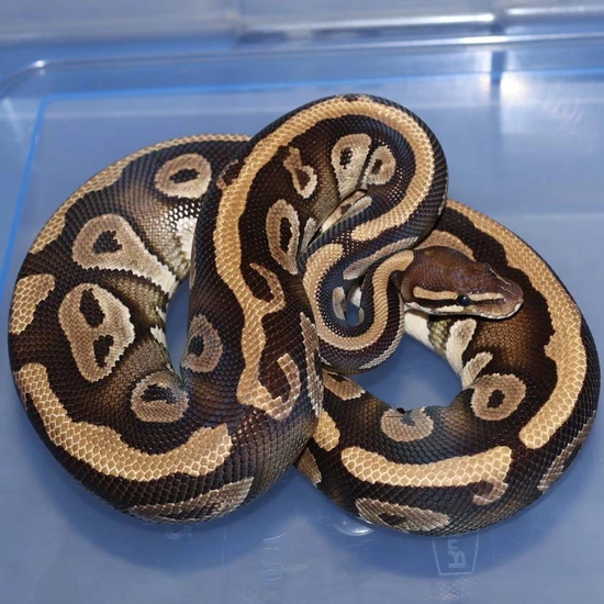 Phantom Arroyo Het Red Axanthic Ball Python by Corey Woods Reptile