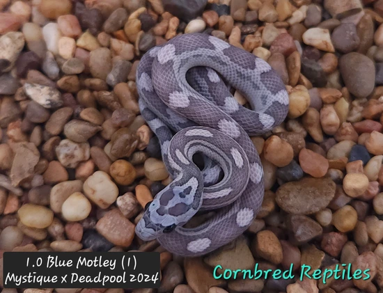 do blue corn snakes exist