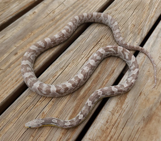platinum corn snake