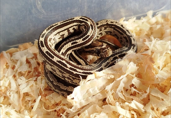 JMG Line Anery Tessera Corn Snake by Cornish Colubrids