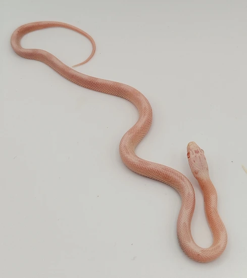 JMG Line Sunkissed Snow Stripe Corn Snake by Cornish Colubrids