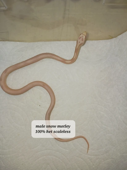 Snow Motley 100%het Scaleless Corn Snake by Triple C Reptiles