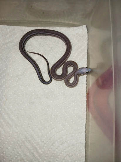 Anery Tessera Scaleless Corn Snake by Triple C Reptiles
