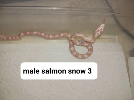 Salmon Snow Corn Snake by Triple C Reptiles