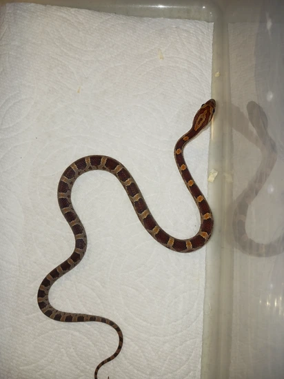 Normals Corn Snake by Triple C Reptiles
