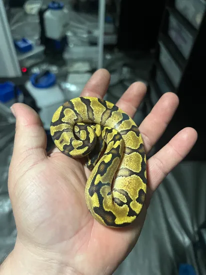 Enchi Yellow Belly/spark Ball Python by Cory’s Constrictors