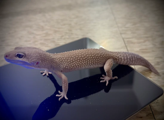 Mack Snow Blizzard Leopard Gecko by Sara’s collectables