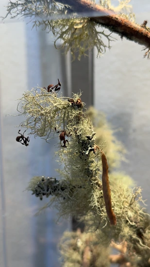 5 Ghost Mantis & Ootheca by Sara’s collectables