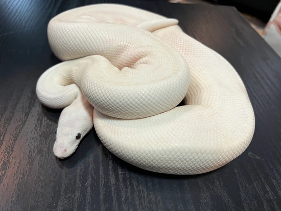 RTB White Diamond Ball Python by C&O Reptiles