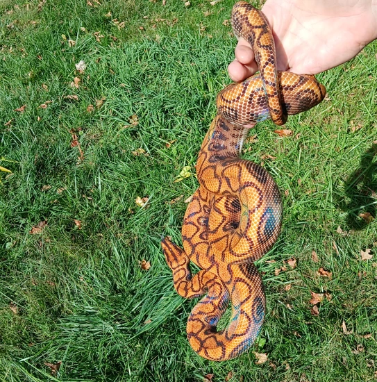 Orange Brazilian Rainbow Boa RTB by Crandall Reptiles
