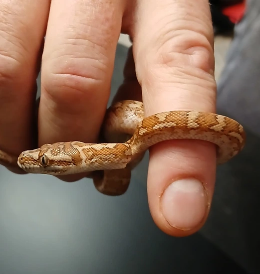 Red Coastal Carpet Pythons – Snell / Madame Blueberry Line by Crandall ...