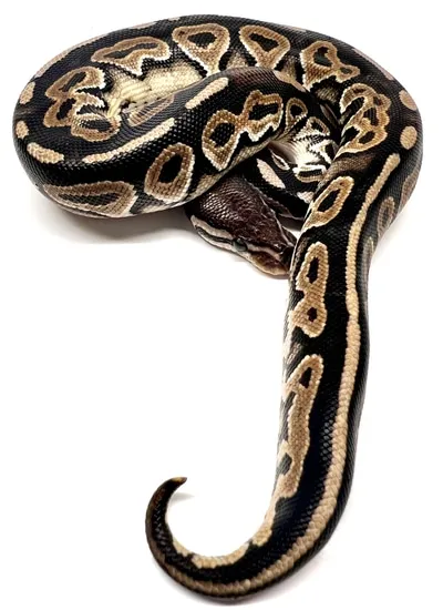 40% Off Sale*Black Pastel Dinker Ball Python by J Craw Reptiles